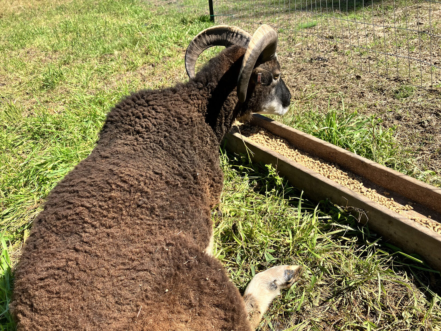 Can Animals Feel Pain? Pain Recognition in Livestock - Countryside